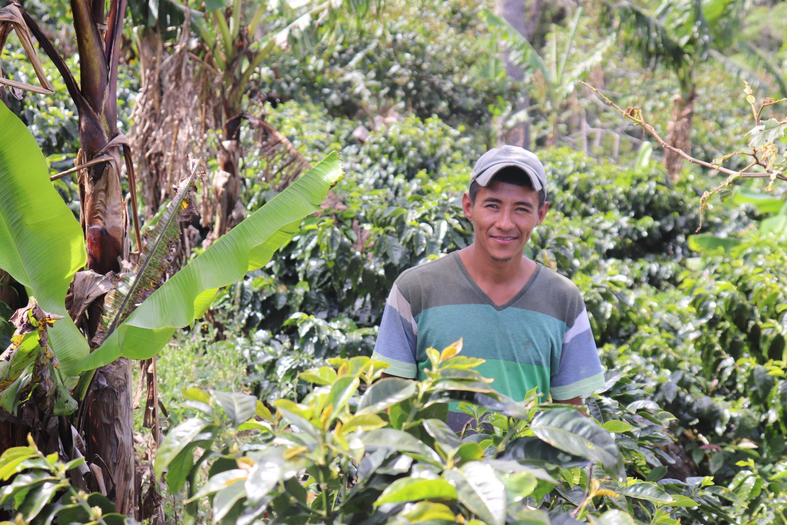 Zwei neue Microlots im Tatico-Sortiment - Tatico Kaffee Webshop